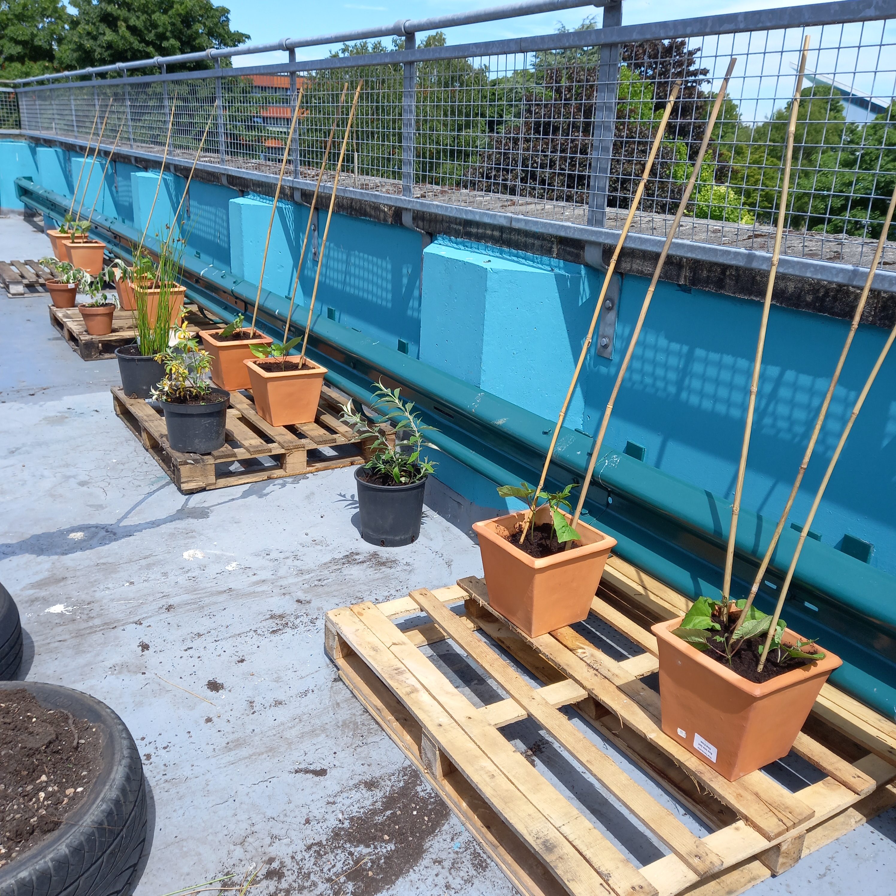 Addo | Maes Parcio Creadigol