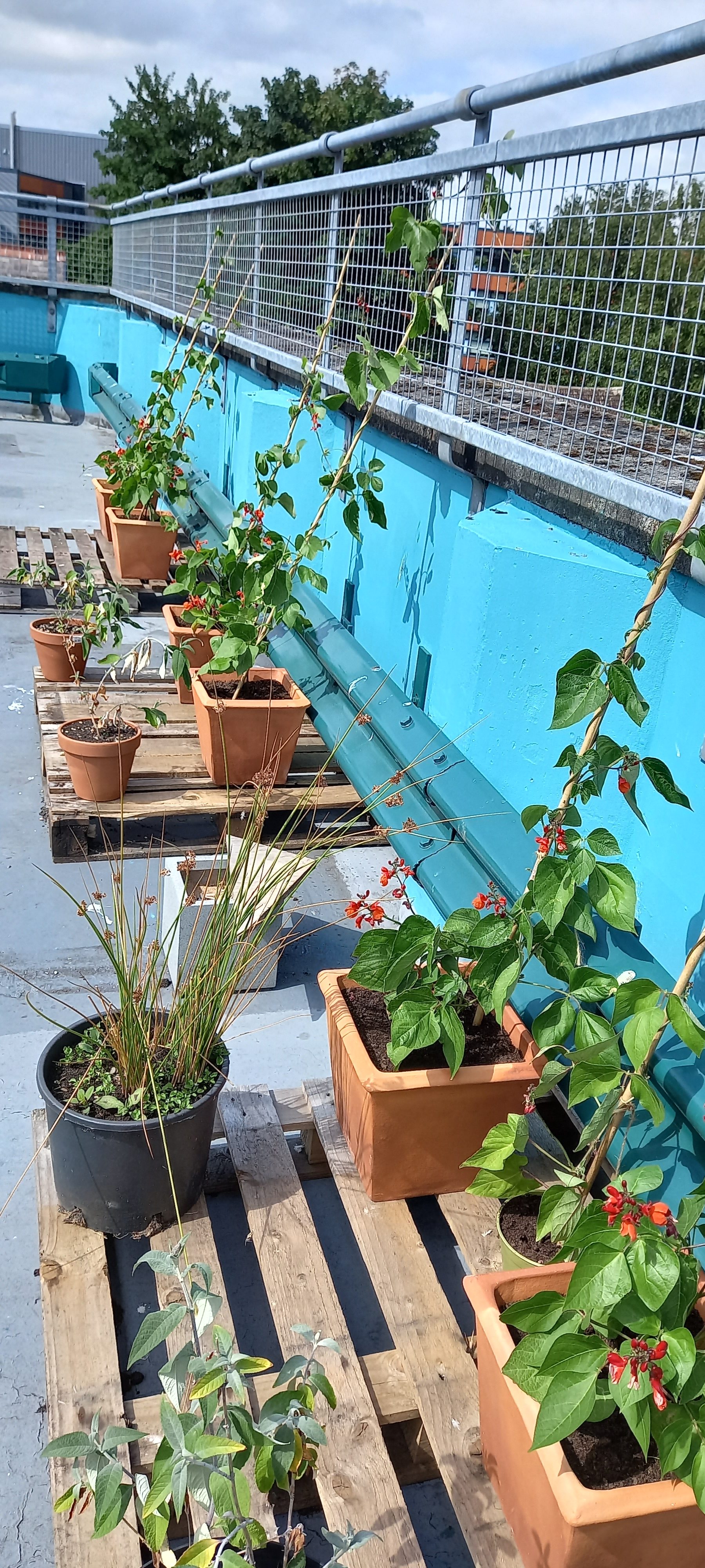 Addo | Maes Parcio Creadigol